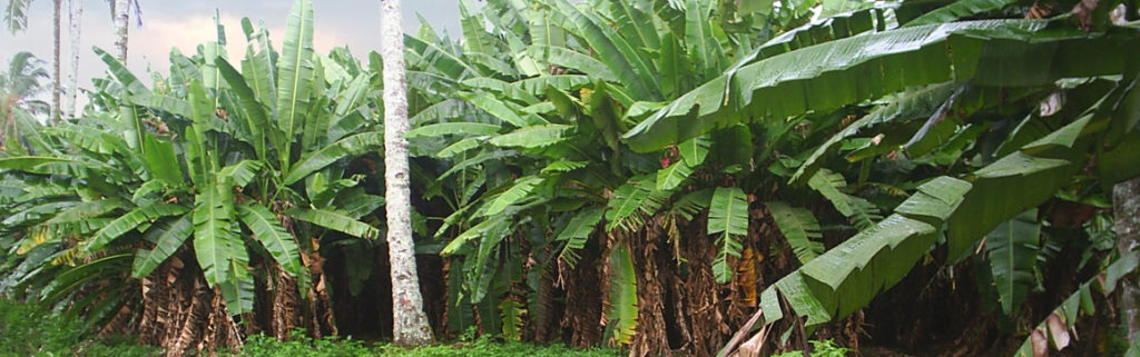 CELTEX-ABACA | Celesa